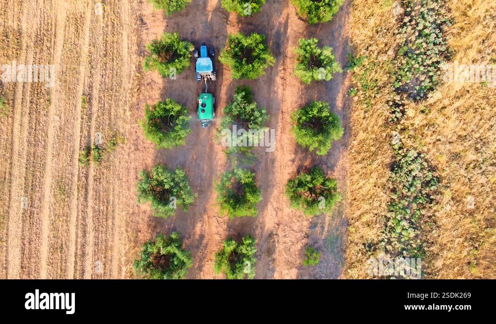Spraying fertilizer and insecticide on olive tree plantation with blue ...
