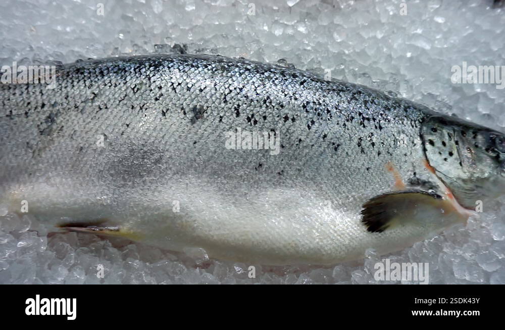 fresh gutted fish lies on ice in a display case. close-up Stock Video ...