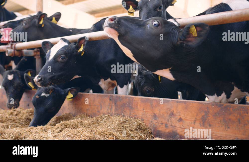 Breeding of cattle. Cows in a cowshed eating hay on a farm close up ...