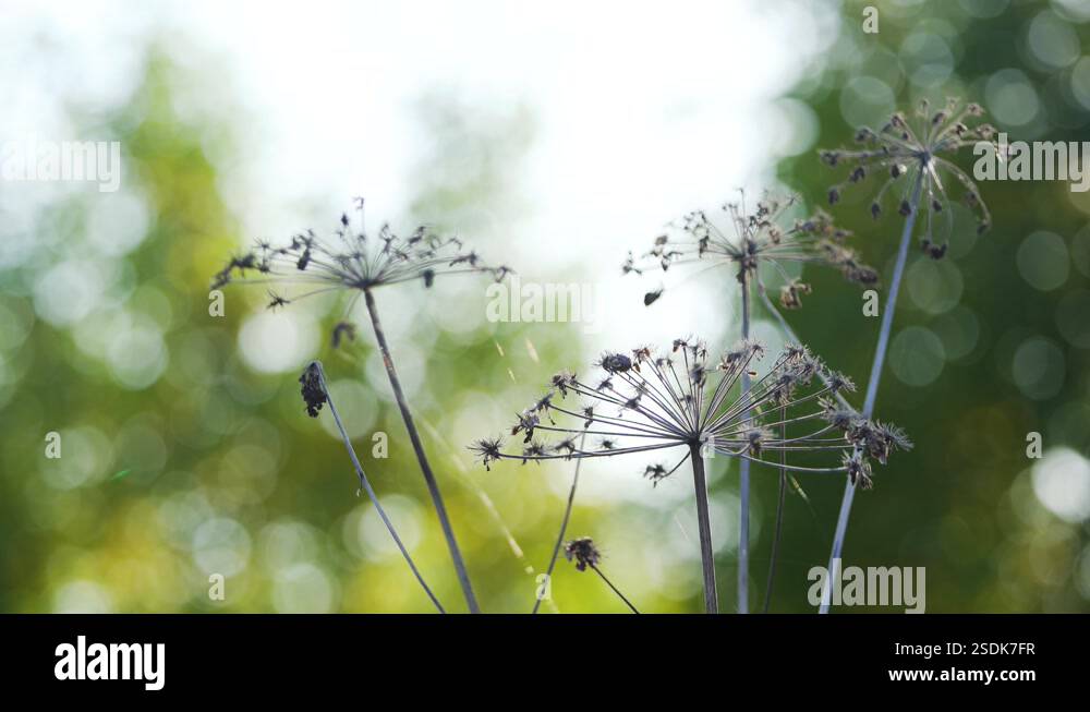 Beautiful green nature 4k video background Stock Video Footage - Alamy