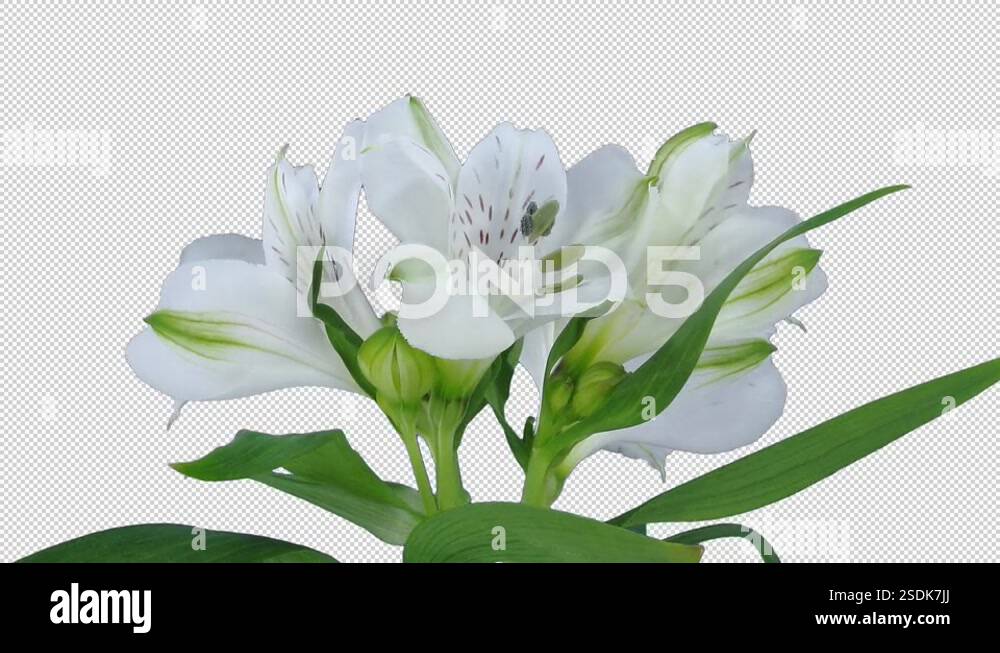 Growing, opening and rotating white Peru lily with ALPHA channel Stock ...