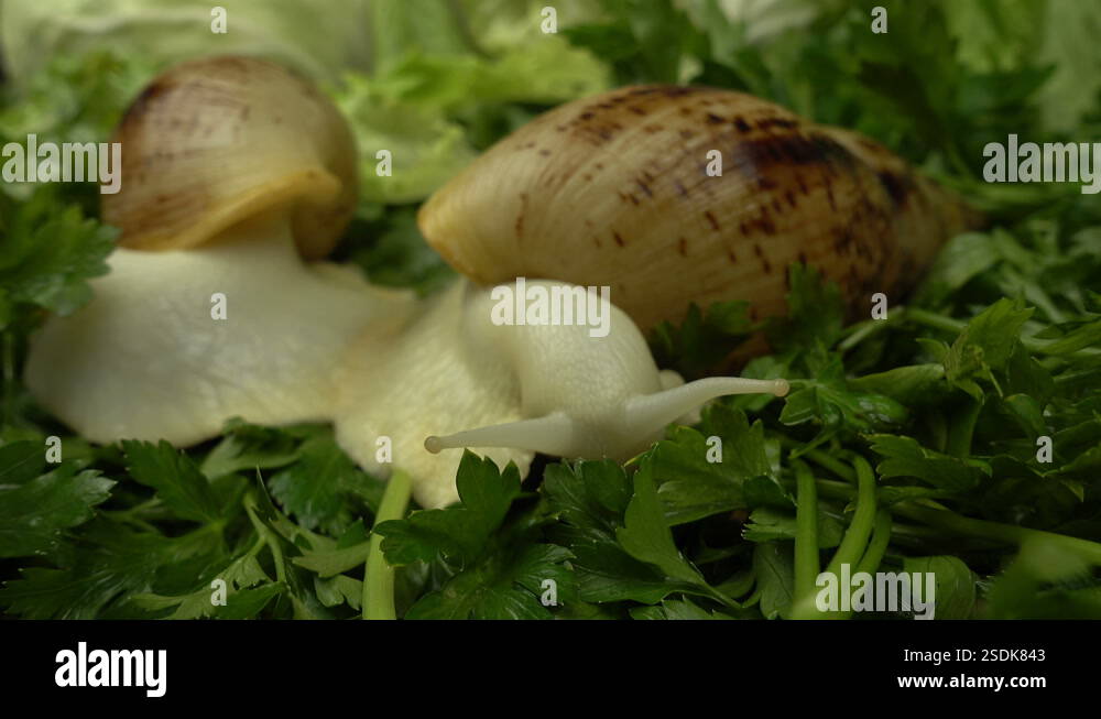 Macro Shoot of african giant snails on the lush green foliage. Spring ...