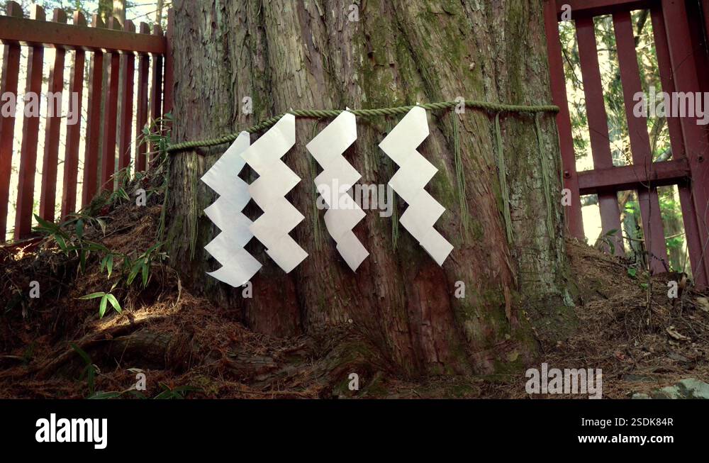 Sacred tree shrine Stock Videos & Footage - HD and 4K Video Clips - Alamy