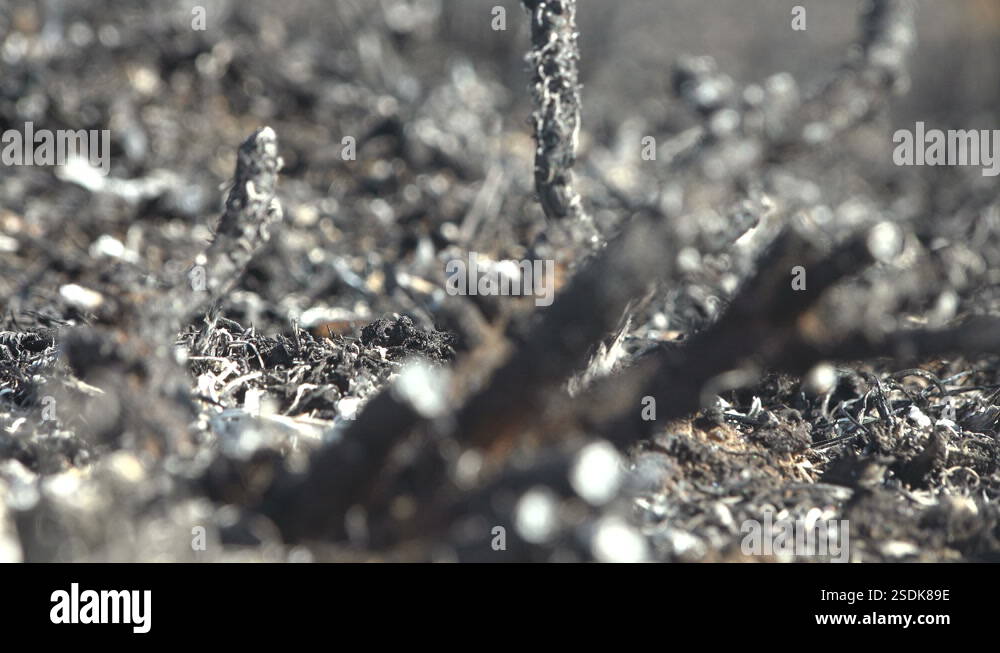 Wild fire killed insects, small reptiles and slugs, Macro view of ...
