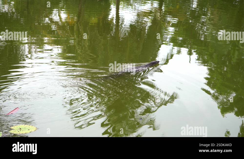 The monitor lizard swims on the pond. Dangerous amphibians live in city ...