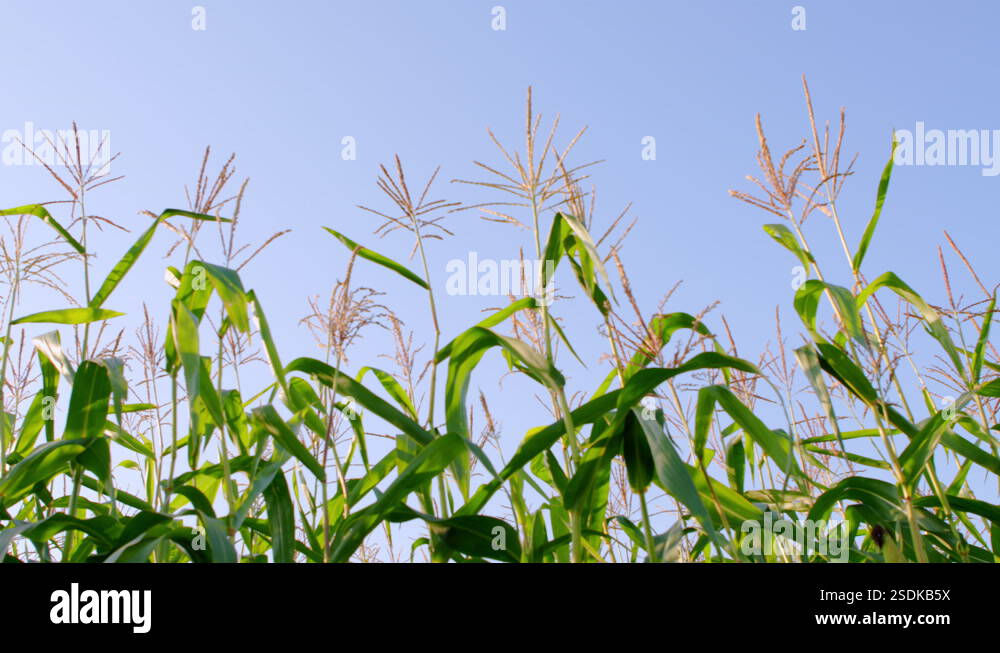 Corn field blowing by the wind against the blue sky. Slowly panning ...