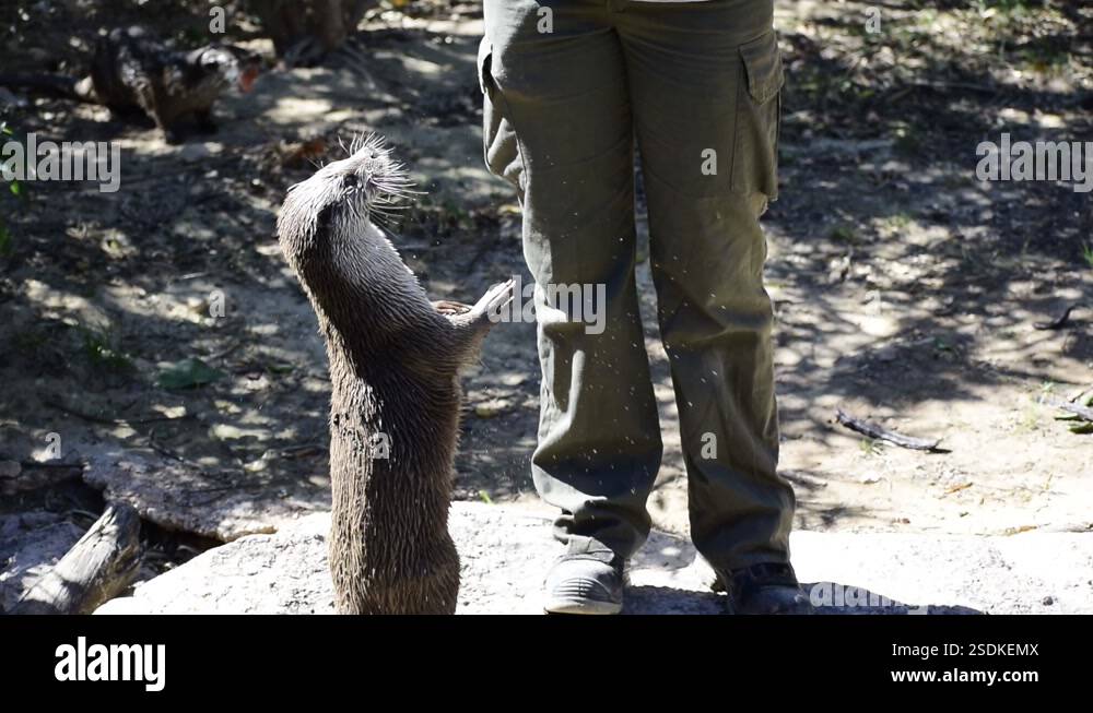 Animal caretaker zoo Stock Videos & Footage - HD and 4K Video Clips - Alamy