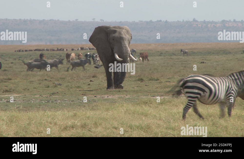 Domestic animals in africa Stock Videos & Footage - HD and 4K Video ...