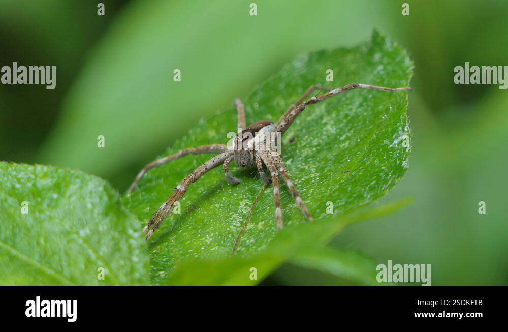 Huntsman spider in tropical rainforest Stock Video Footage - Alamy