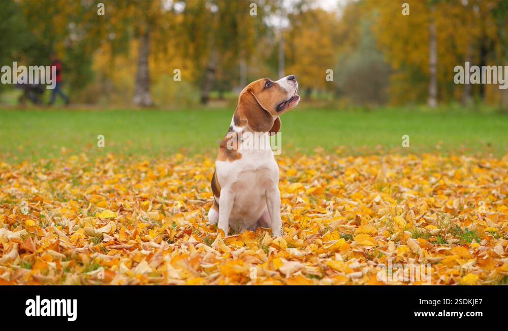 Docile dog sit still, turn head and look up at side. Beagle portrait ...