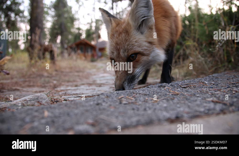 Fox up close Stock Videos & Footage - HD and 4K Video Clips - Alamy