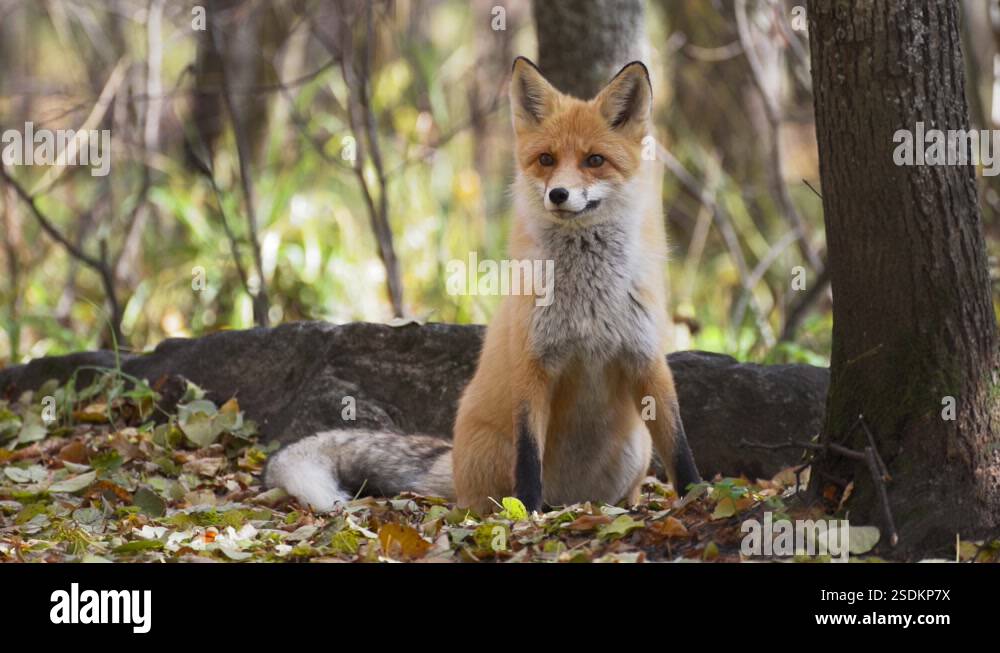 Hunting red fox vulpes vulpes Stock Videos & Footage - HD and 4K Video ...