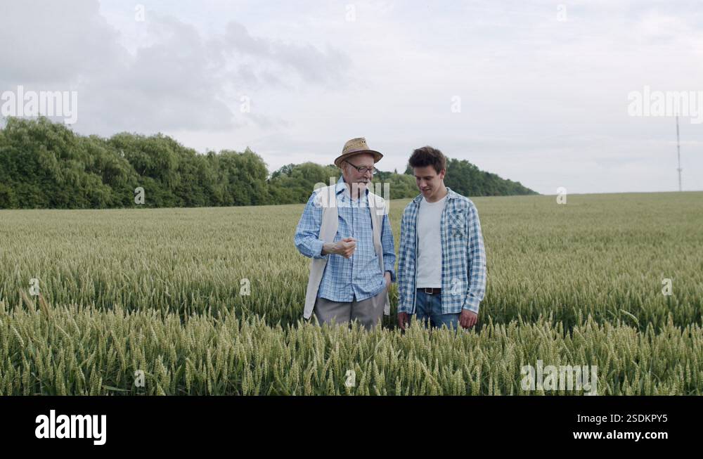 Two farmers of different ages talking gesturing with joy in a wheat ...