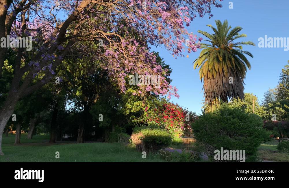 4K video of Jacaranda trees in full bloom, Windhoek, Namibia Stock ...