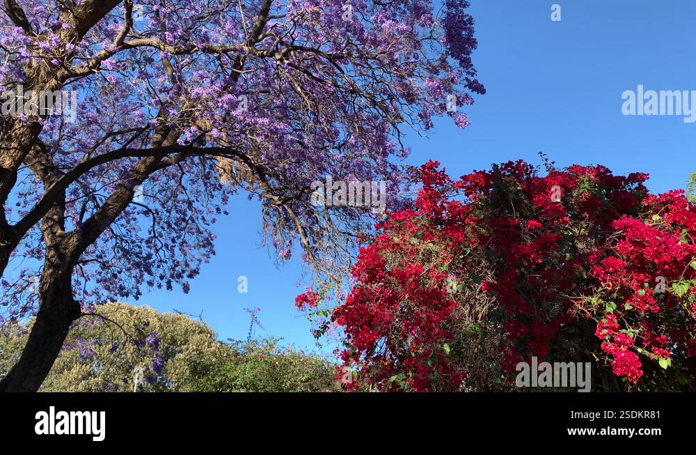 4K video of Jacaranda trees in full bloom, Windhoek, Namibia Stock ...