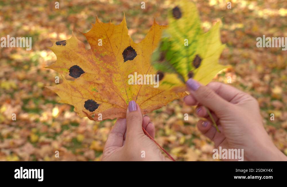 Green and yellow leaves of maple trees with ugly black spots of fungus ...