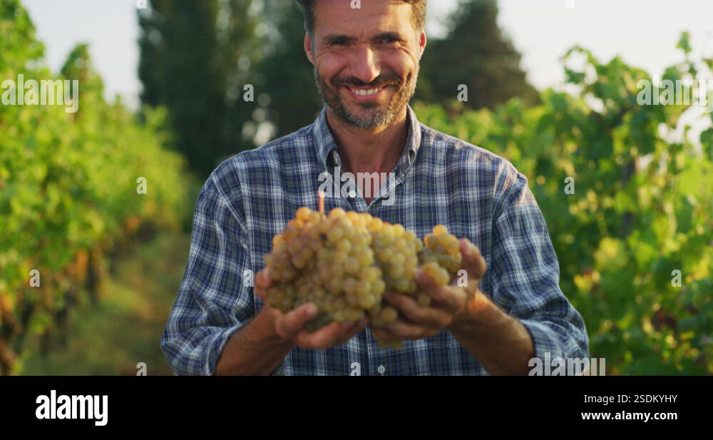 Smiling winemaker showing heap of grapes in camera during harvesting in ...