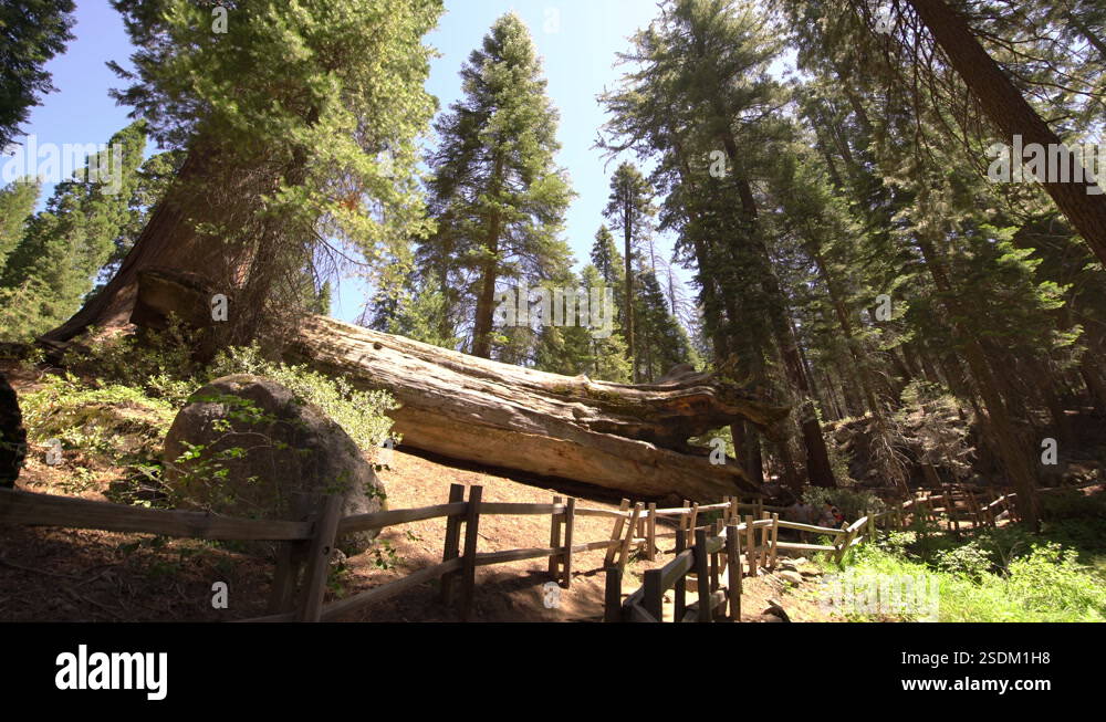 Sequoia Trees Fallen Logs In General Grant Grove Sequoia And Kings ...