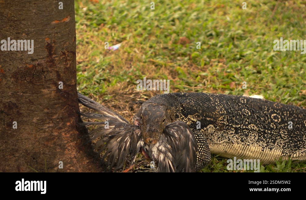 Wild huge monitor lizard eating bird, pigeon in park, super slow motion Stock Video Footage - Alamy