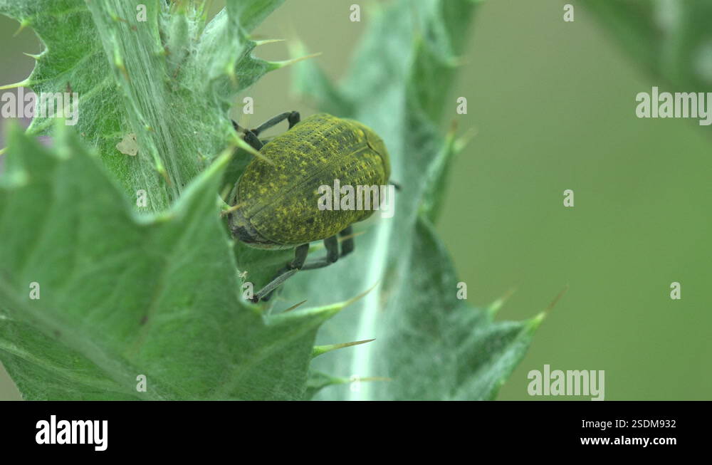 Texture on Chitin coating on the upper wings Rhubarb Weevil ...