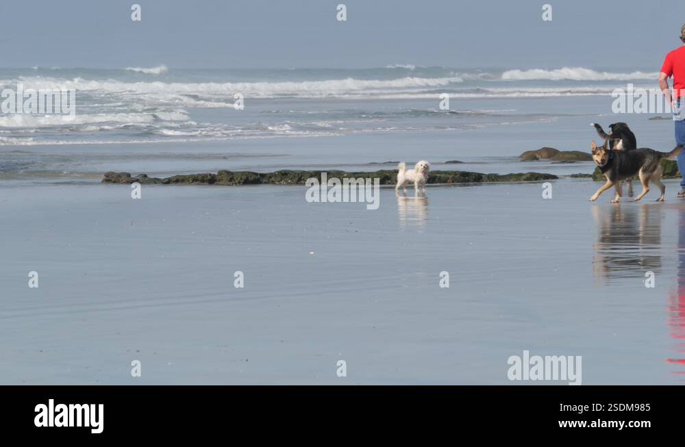 Dog friendly beach. Pets playing near ocean water, sea waves. Playful ...