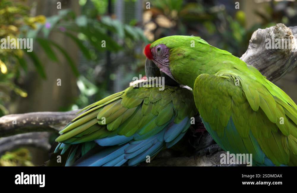 Two great green macaw parrots (Buffon's macaw) are in the Bali Bird ...