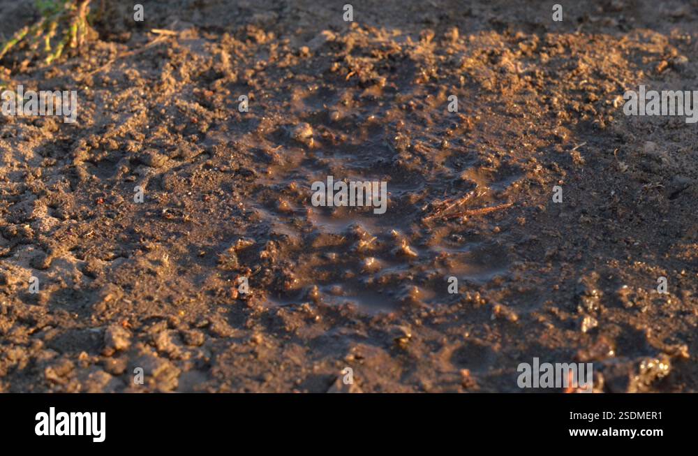 Raindrops fall on dry ground raising dust and forming a puddle, close ...
