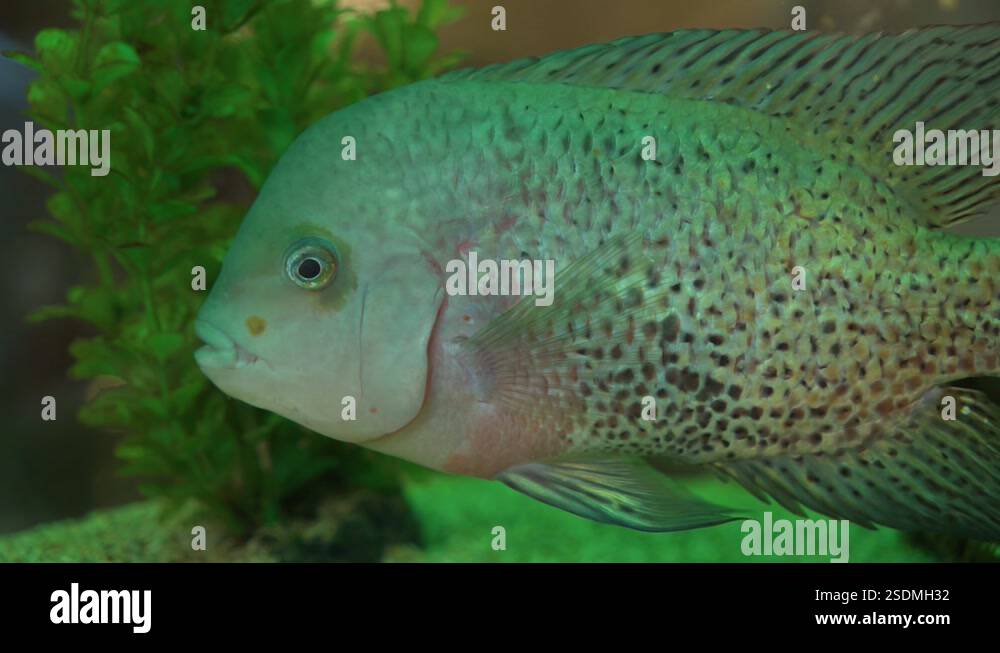 Beautiful aquarium fish of unusual color against the background of ...