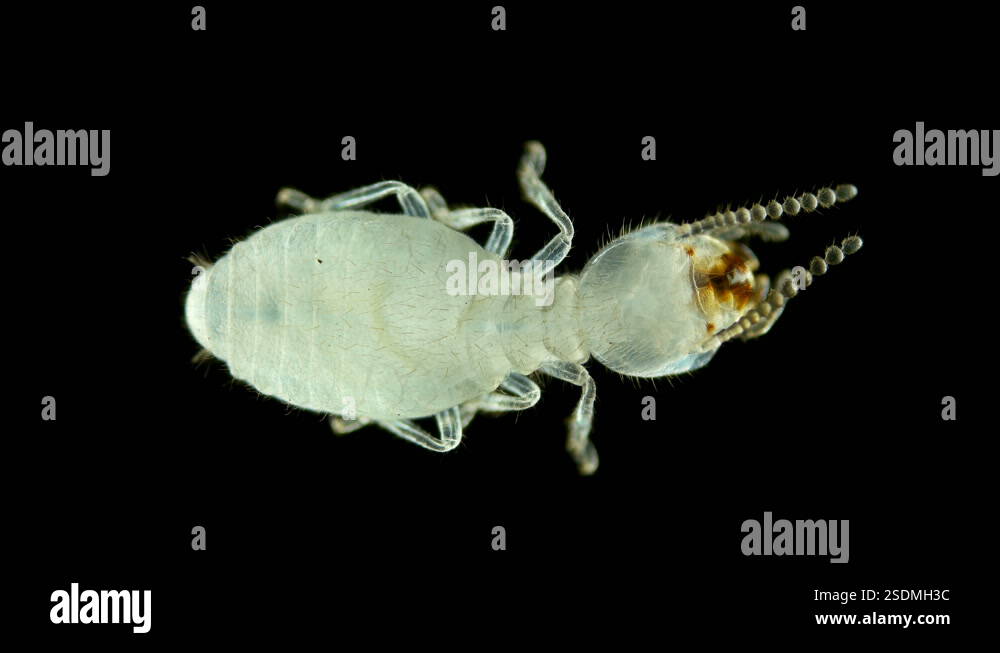 Termite (Isoptera) Reticulitermes speratus under a microscope, family ...