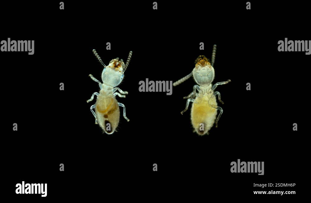 Termite (Isoptera) Reticulitermes speratus under a microscope, family ...