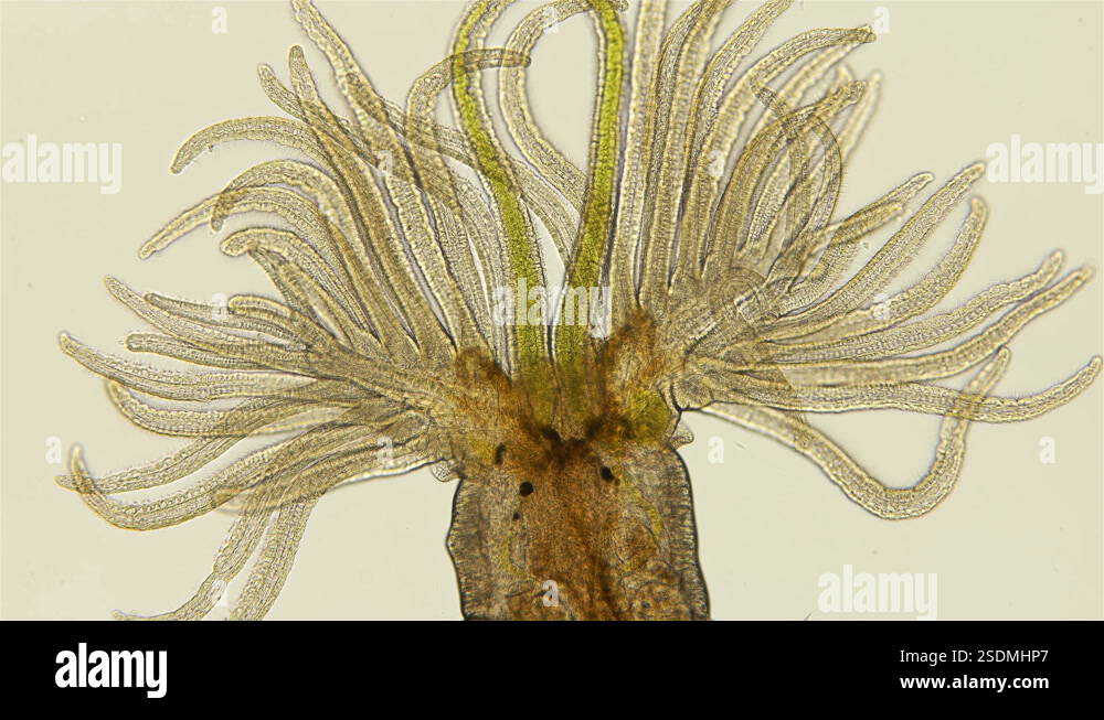 Worm Manayunkia baicalensis under a microscope, of the family ...