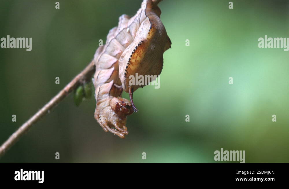 Prominent family Stock Videos & Footage - HD and 4K Video Clips - Alamy