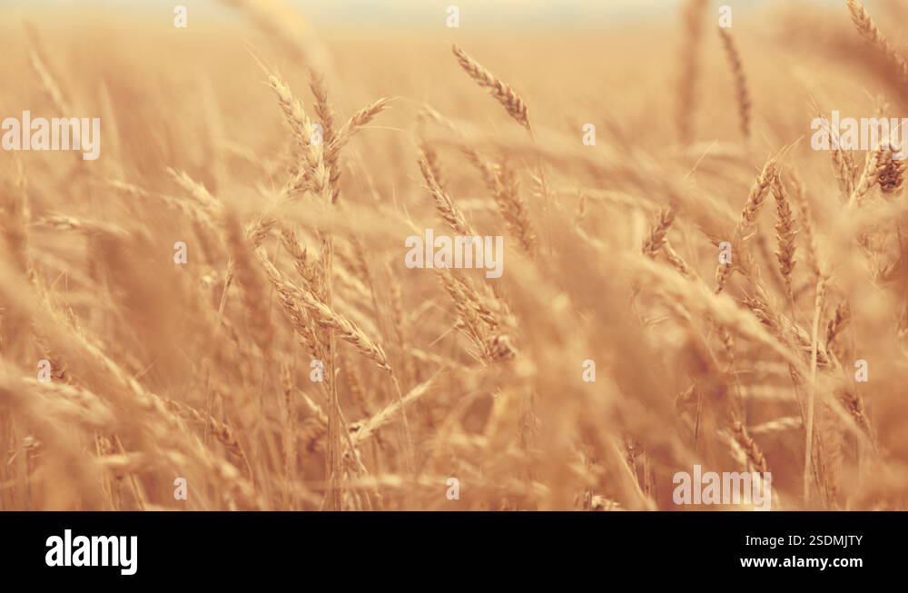 Wheat spike backlit with bright sun beams in evening Stock Video ...