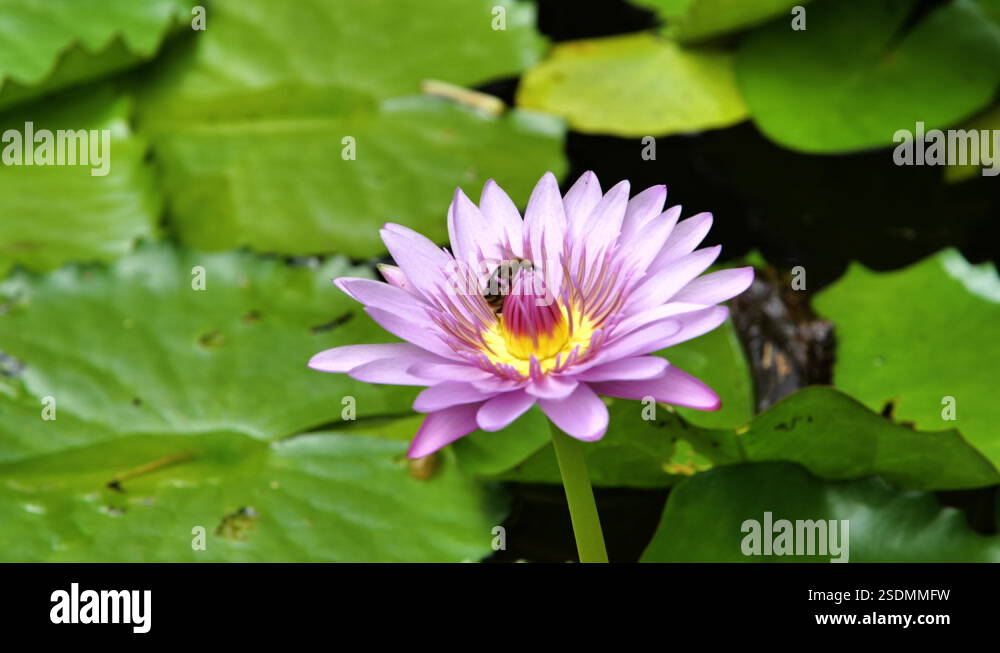 pink water lily with working honey bees pollinating Balata garden ...