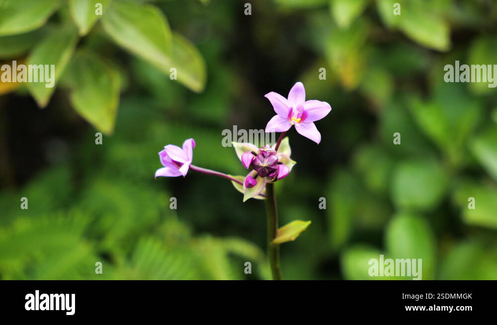 Pink flowers in mount Pelee hike Martinique tropical vegetation endemic ...