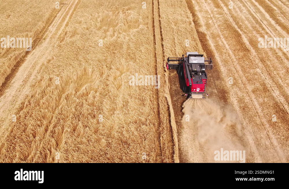 Drone is flying low above grain harvester, top view. Red combine is ...
