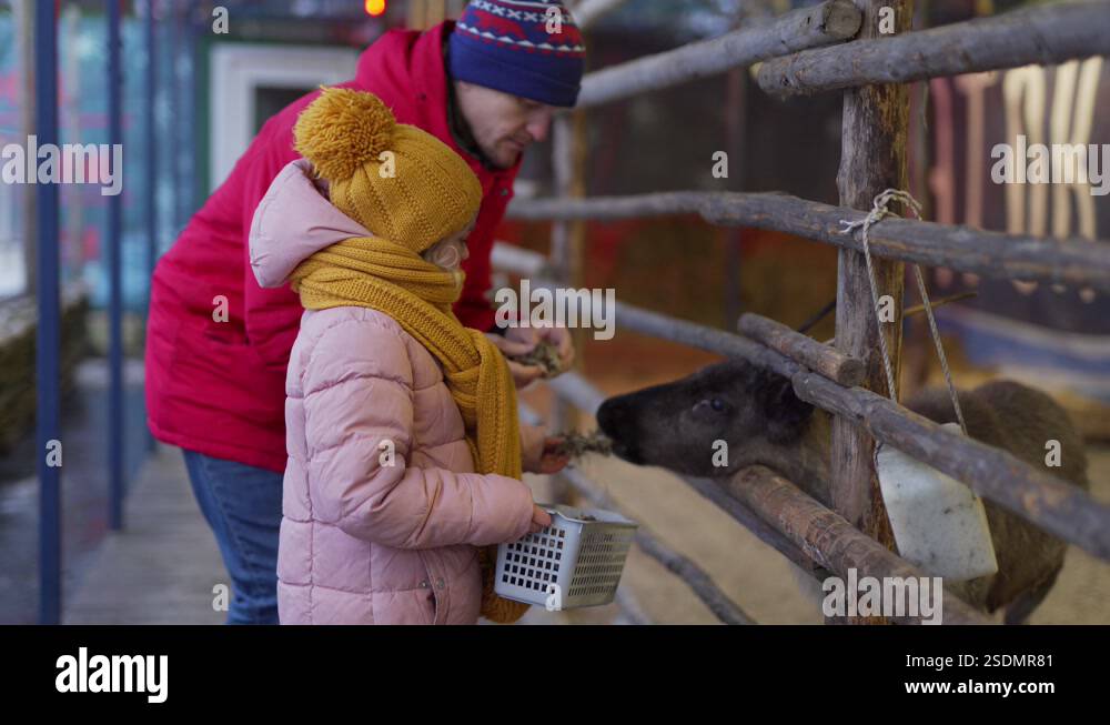 Father and daughter feeding animals in contact zoo Stock Video Footage ...