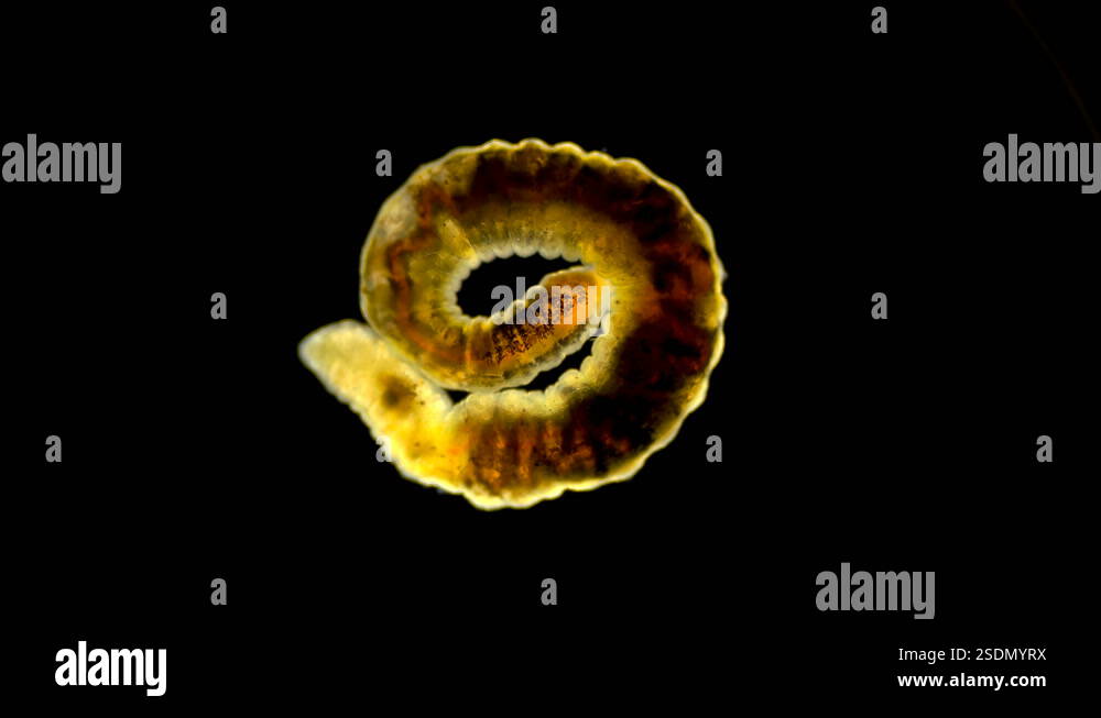 Worm of the Lumbriculidae family under a microscope, class Clitellata ...