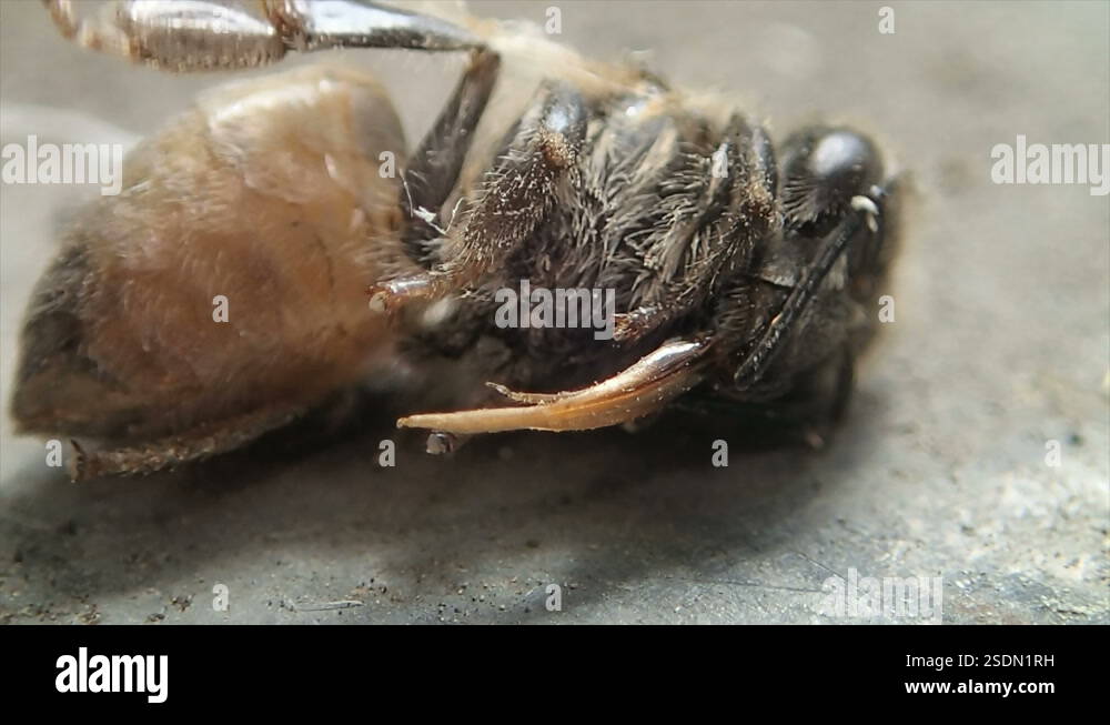 Stricken Stock Videos & Footage - HD and 4K Video Clips - Alamy