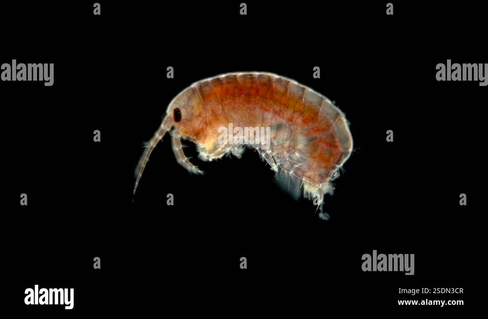 Amphipoda under the microscope, Gammaroidea Superfamily, Malacostraca ...