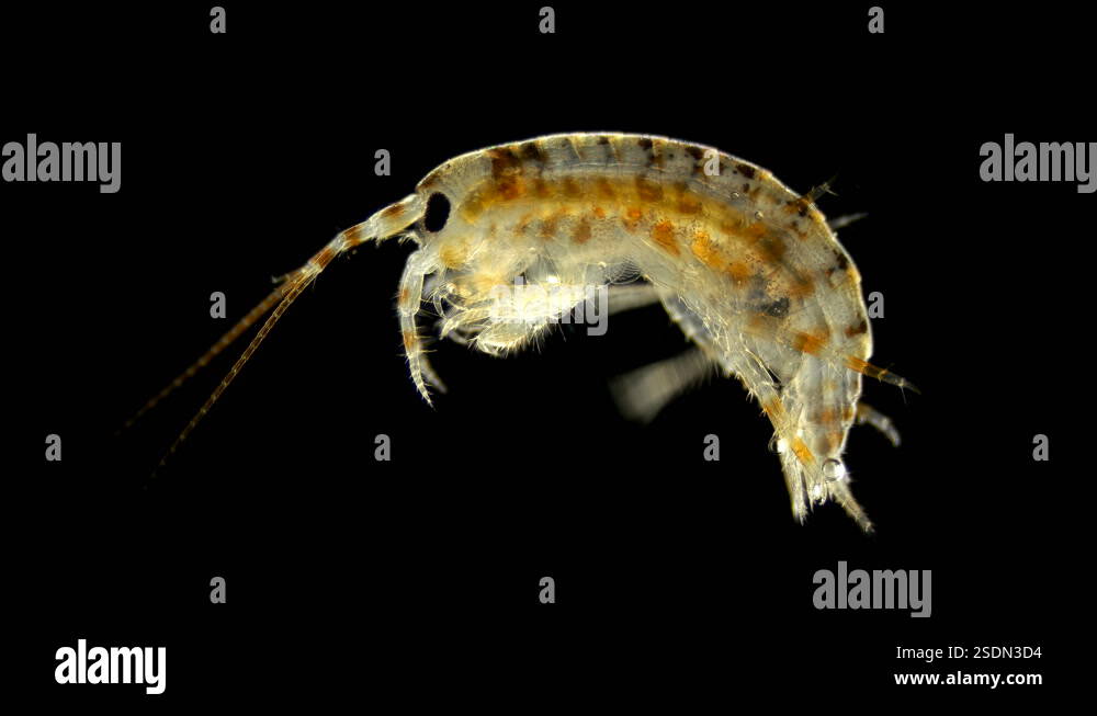 Amphipoda under the microscope, Gammaroidea Superfamily, Malacostraca ...