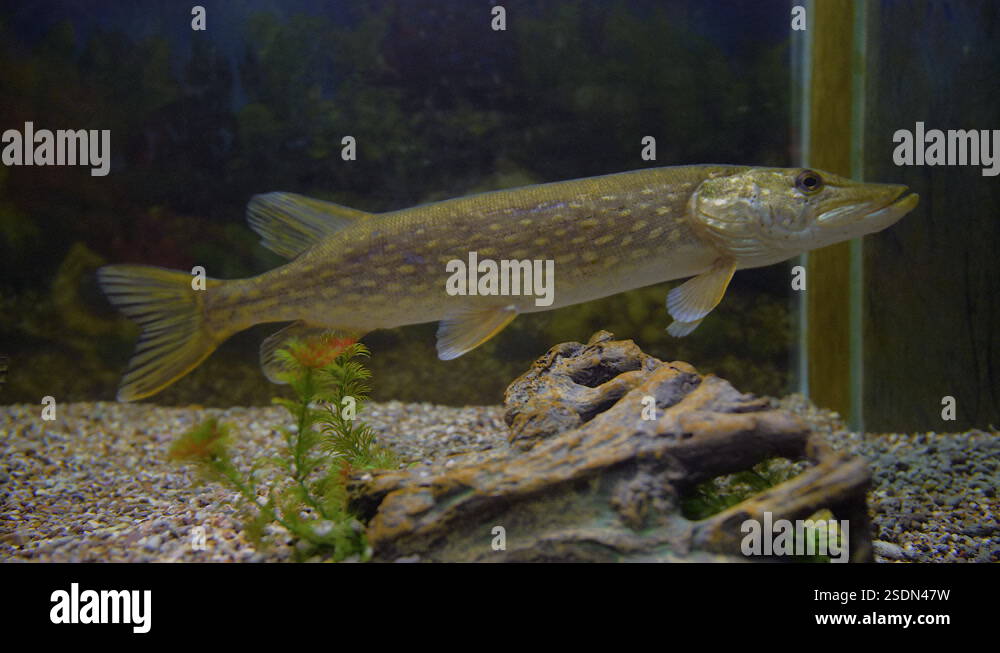 The northern pike Stock Videos & Footage - HD and 4K Video Clips - Alamy
