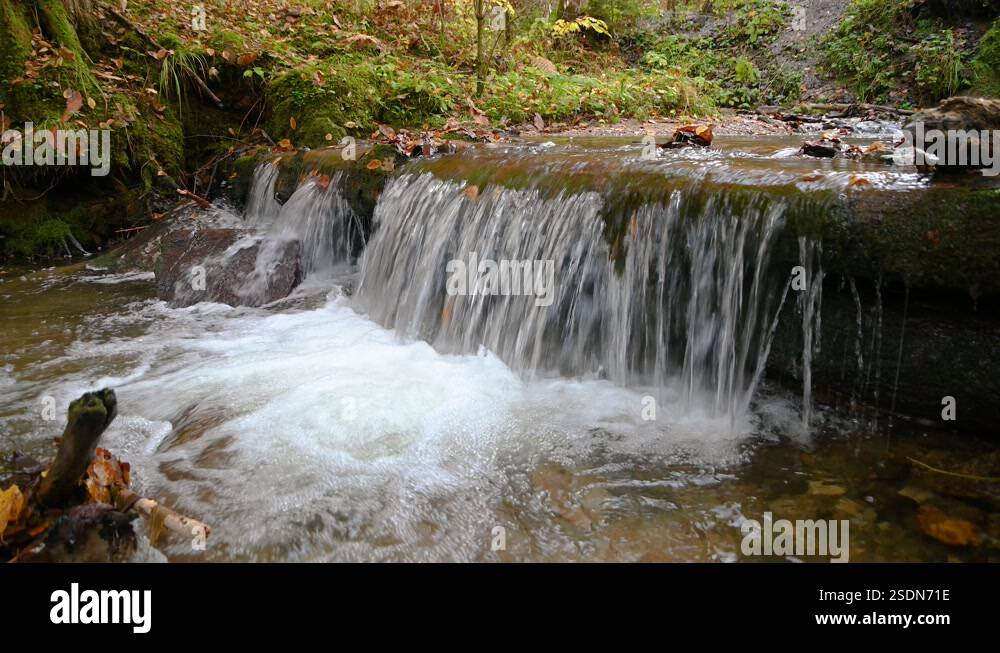 Narrow stream flowing in pristine forest Stock Video Footage - Alamy