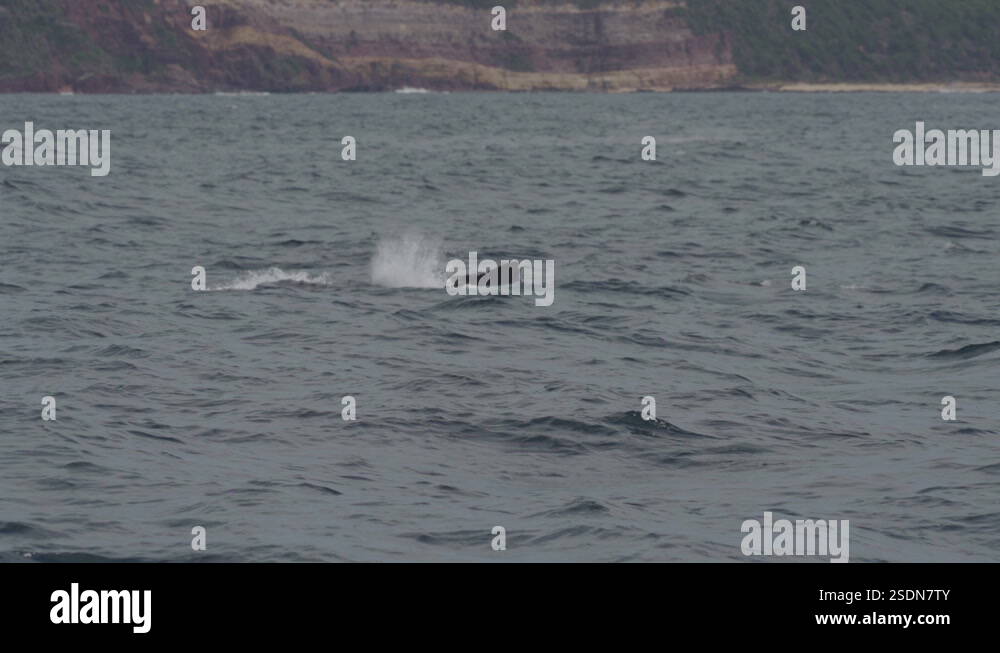 slow motion clip of a humpback whale exhaling in the ocean off ...