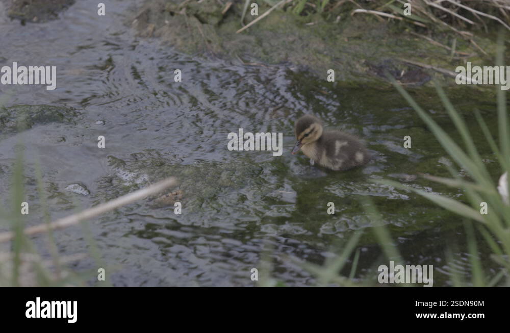 Duckling in spring Stock Videos & Footage - HD and 4K Video Clips - Alamy
