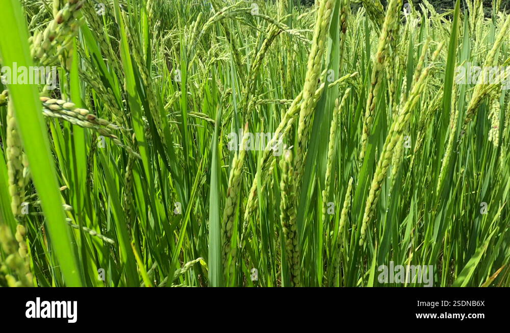 Close up ear of rice swaying by wind in paddy rice field under the sun ...