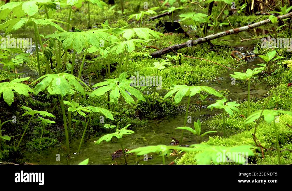 Swamp plants, mosses and ferns in a damp forest. United States ...