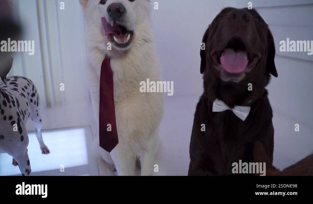 White swiss shepherd dog in a tie and brown Labrador with white bowtie ...