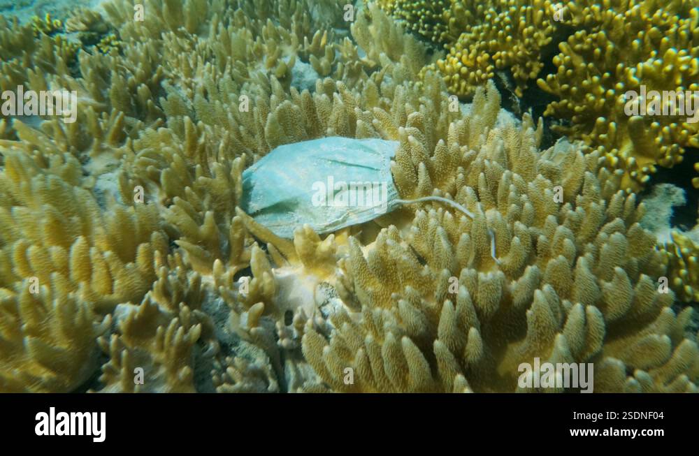 Used old medical face mask lie on coral reefof the Red Sea Stock Video ...