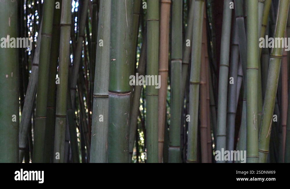 Artistic and subtle shades of bamboo in a bamboo forest with daylight ...